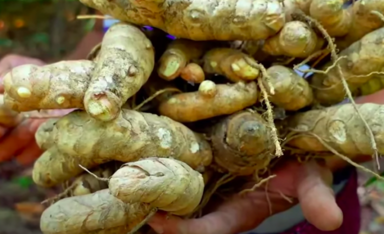 Orginal Kasturi Manjal : The Aromatic Turmeric of Tradition and Beauty ...